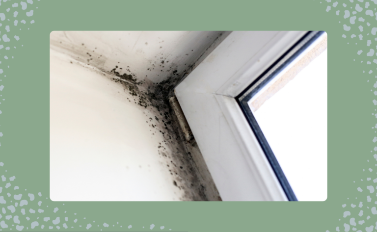 Black Mould Warning: How to keep this dangerous fungi out of the home ...